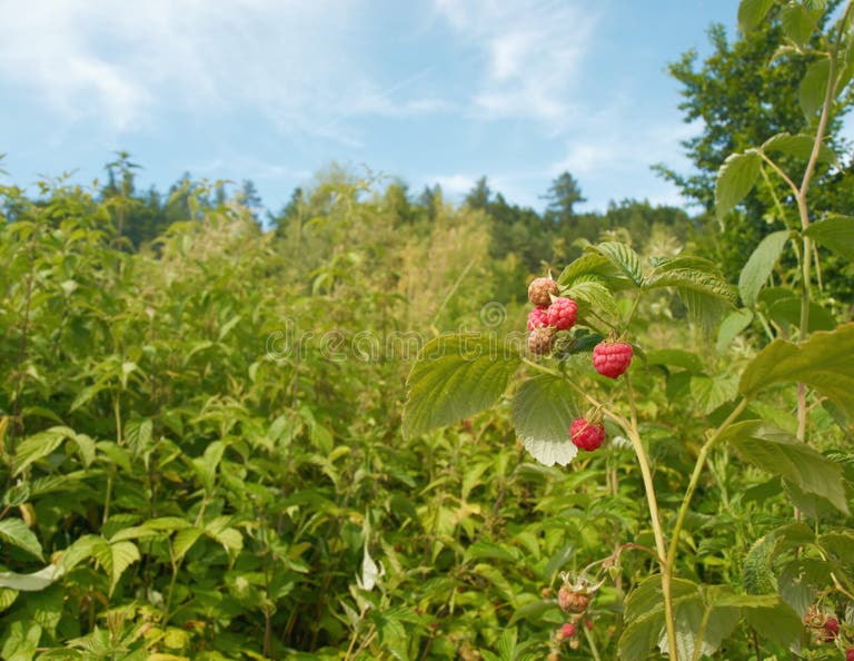 Raspberries stock image. Image of bushes, nature, forest - 58375023