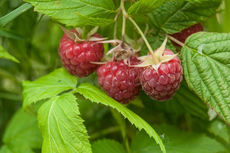 Field Of Growing Organic Raspberries In The Spring Stock Photo - Image ...