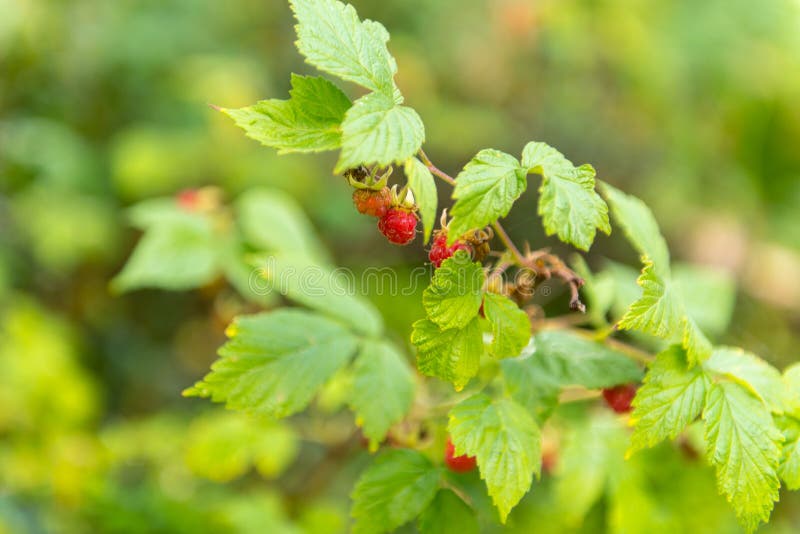 Raspberries in the forest stock image. Image of bush - 129093213