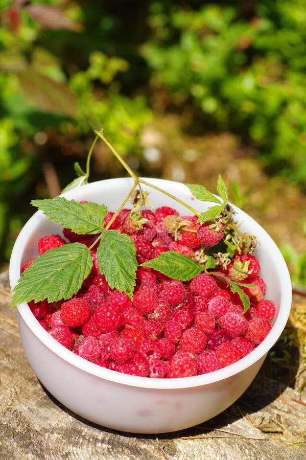 Raspberries forest 3 stock photo. Image of vitamines - 42111456