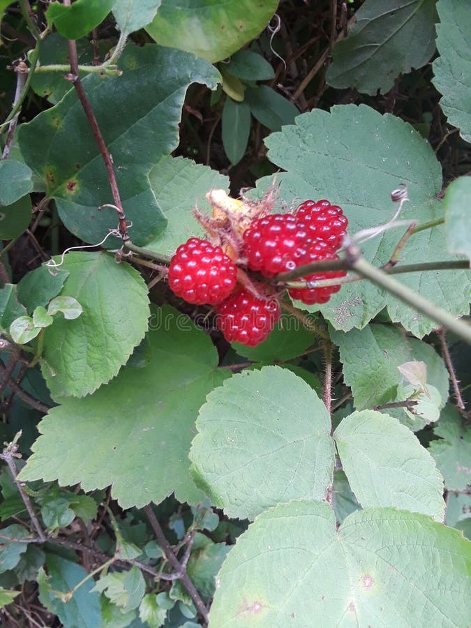 Raspberries stock image. Image of wild, raspberries - 123060201