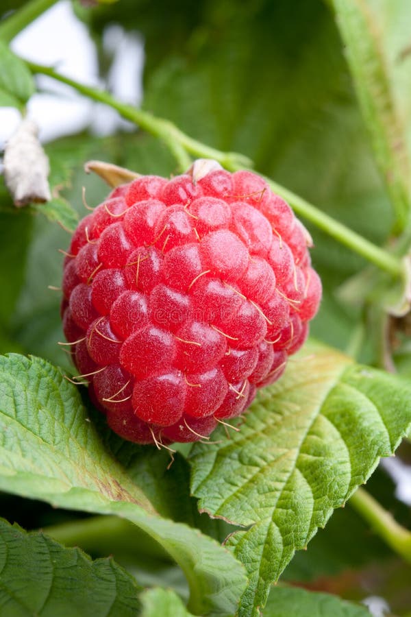 Raspberries stock photo. Image of raspberry, berry, objects - 34020084