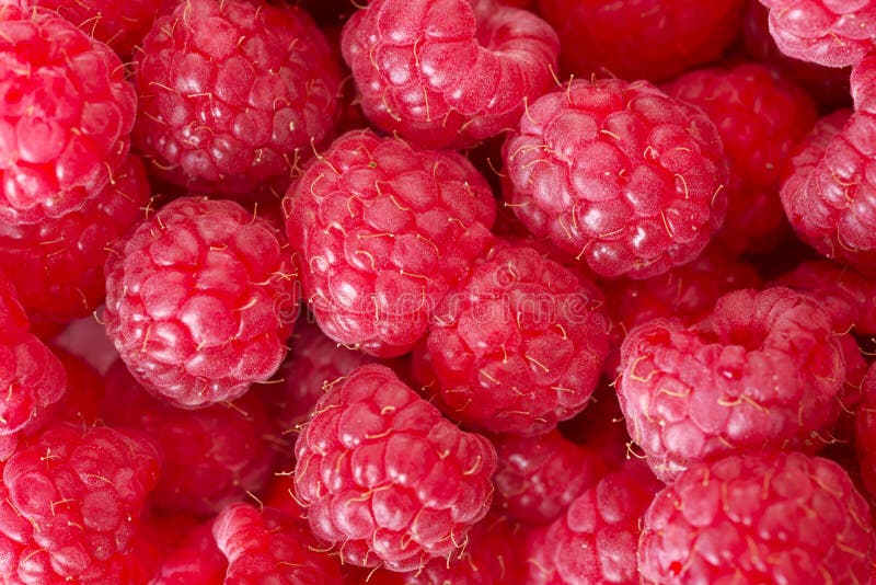 Raspberries stock photo. Image of dessert, vibrant, delicious - 31273598