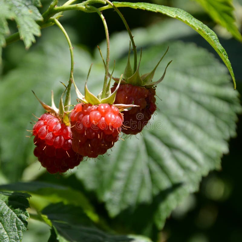 Raspberries in the Garden Early in the Summer Stock Image - Image of ...