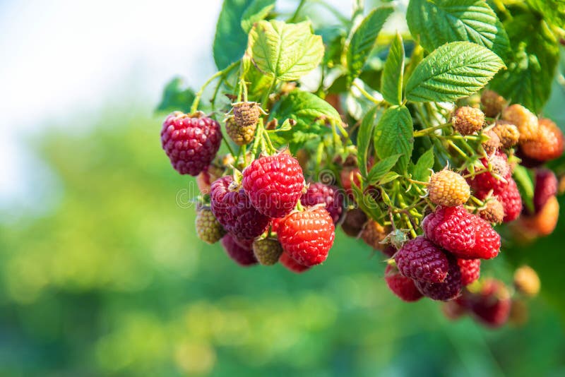 Raspberries Grow in the Garden. Selective Focus Stock Photo - Image of ...