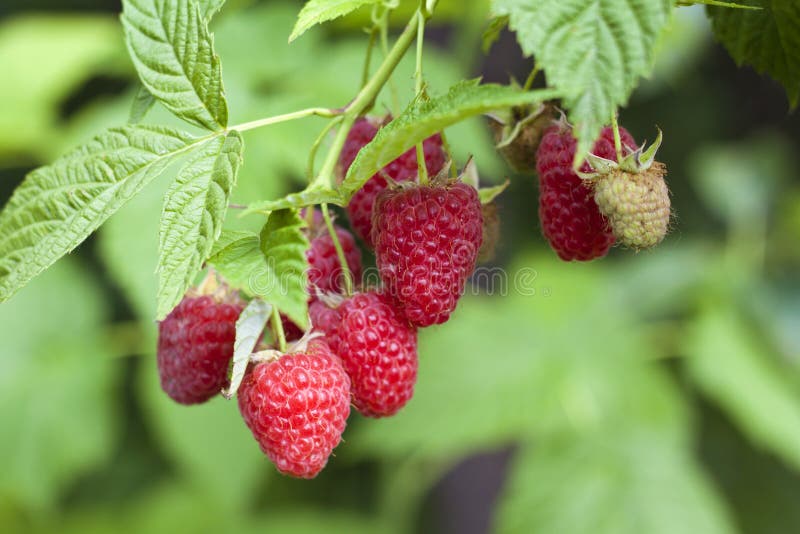 Summer raspberries stock image. Image of eating, health - 3345375