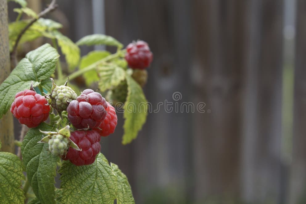 Raspberries Growing stock photo. Image of harvesting - 79242982