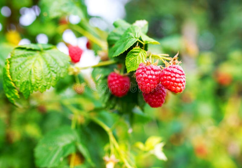 Raspberries. Growing Organic Berries Closeup. Stock Photo - Image of ...