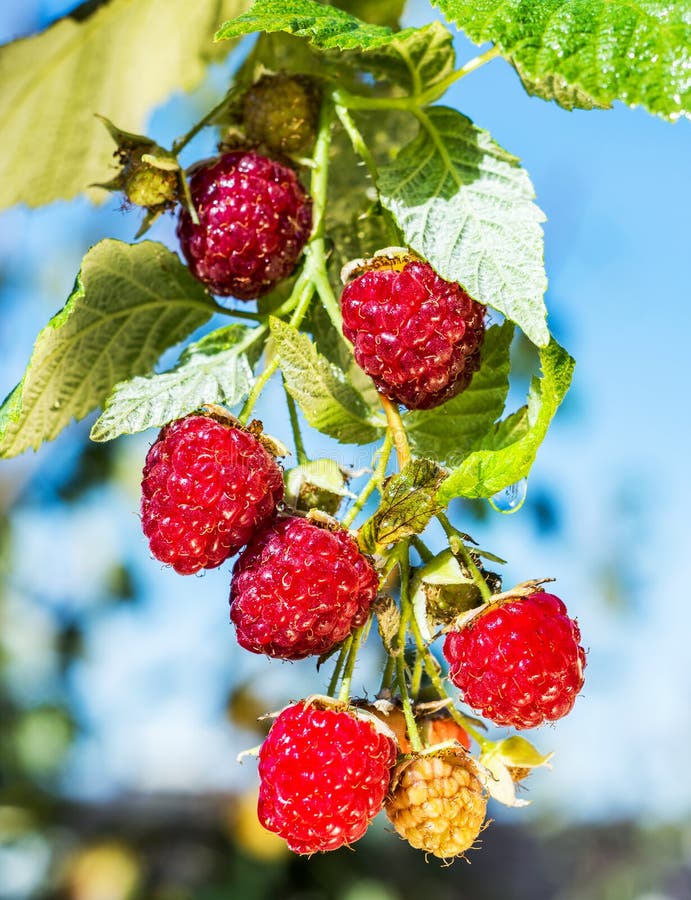 Raspberries stock photo. Image of fruit, heap, bunch - 45545594