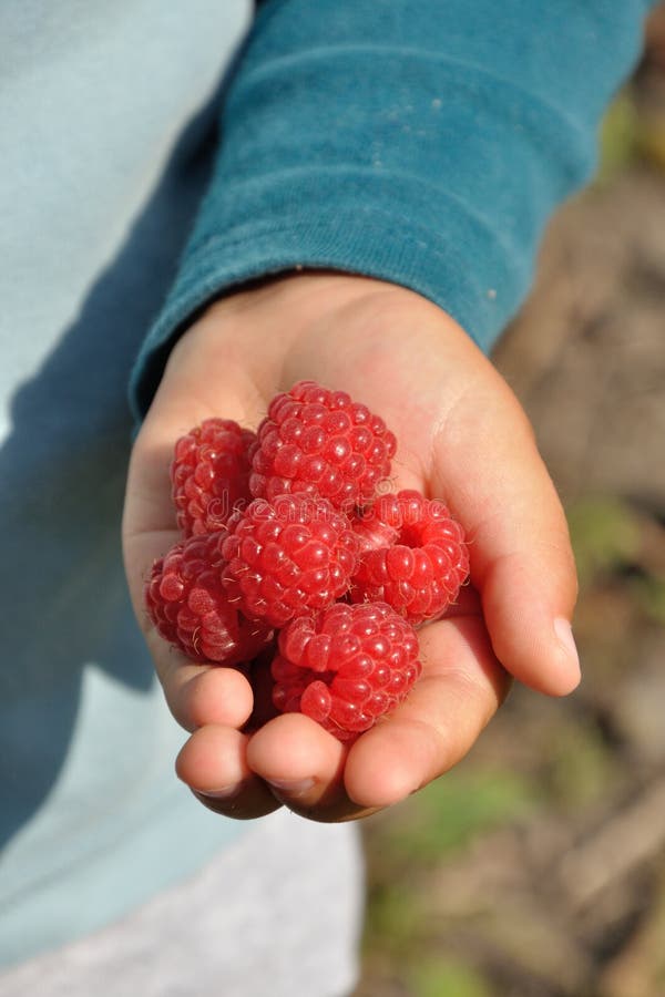 Raspberries on the hand stock photo. Image of raspberries - 27110006