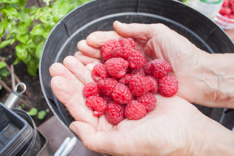 Fresh raspberries in hand stock photo. Image of hand - 121666392