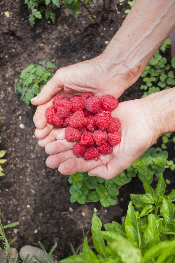 Fresh raspberries in hand stock image. Image of garden - 121666513