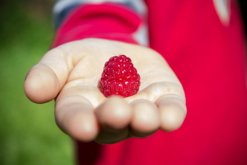 Raspberries on the hand stock photo. Image of raspberry - 48580056