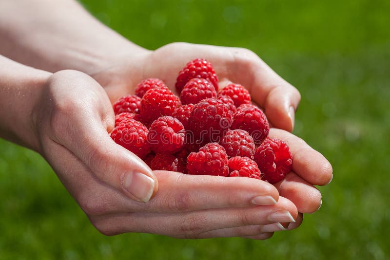 Raspberries in hand stock image. Image of nature, fresh - 39679809