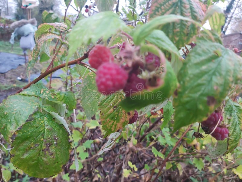 Raspberries Hanging on the Bushes at the Allotment in Summer Stock ...