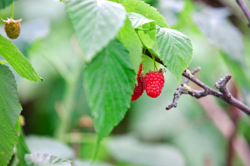 Raspberries Hid Behind the Leaves Stock Photo - Image of food, colorful ...