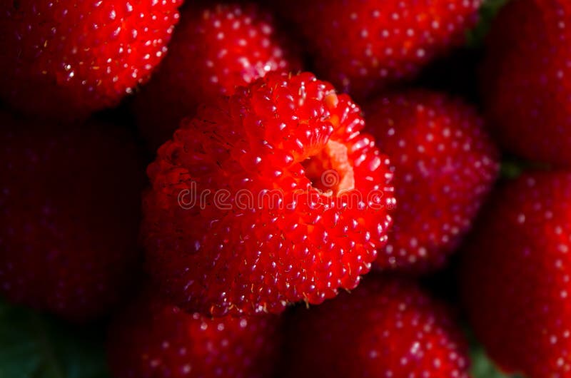 Raspberries stock photo. Image of strawberryraspberry - 33166896