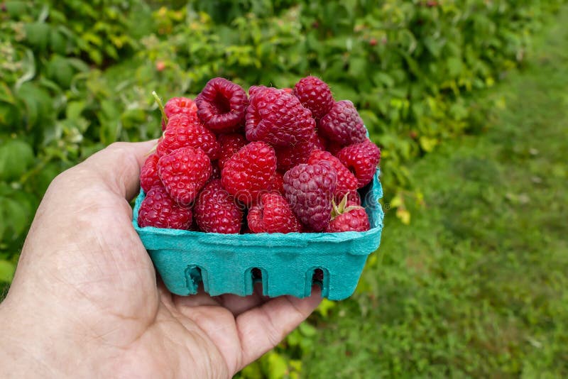 Raspberries Inside Green Container Stock Photo - Image of summer ...