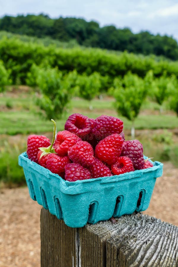 Raspberries Inside Green Container Stock Image - Image of garden ...