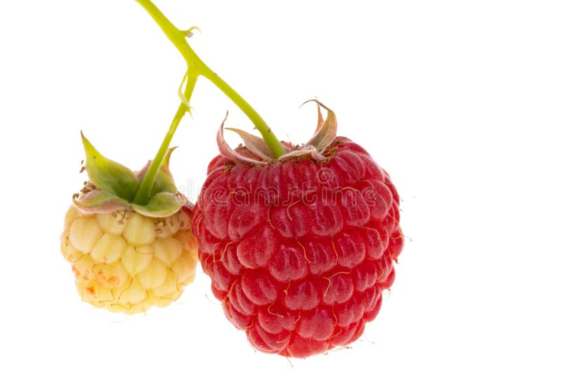 Raspberries Fruits Isolated Stock Image - Image of juicy, vegan: 251882933