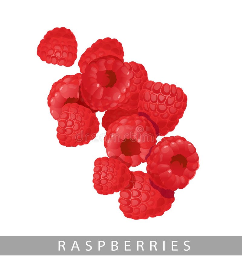 Raspberries Isolated on White Background.Summer Berries Vector in ...