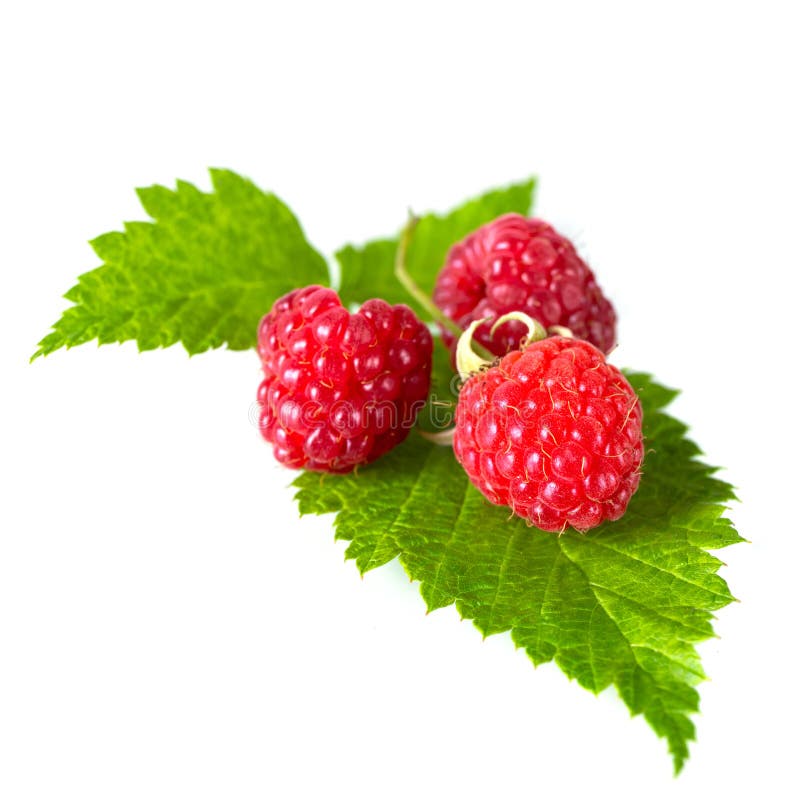 Raspberries with Leaves Isolated on a White Background Stock Photo ...