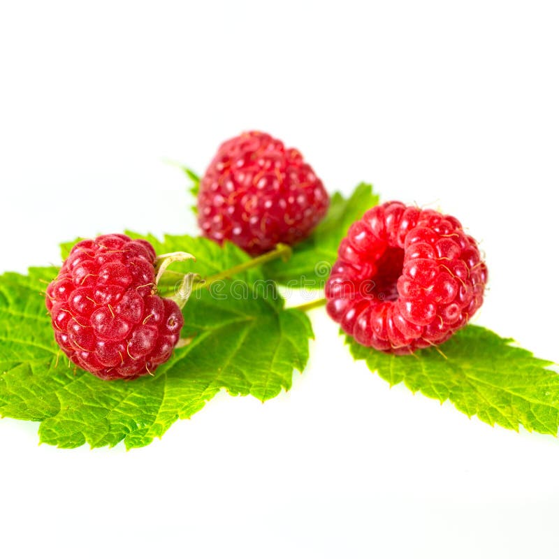 Raspberries with Leaves Isolated on a White Background Stock Photo ...