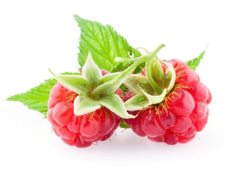 Single Raspberry Isolated on the White Background Stock Photo - Image ...