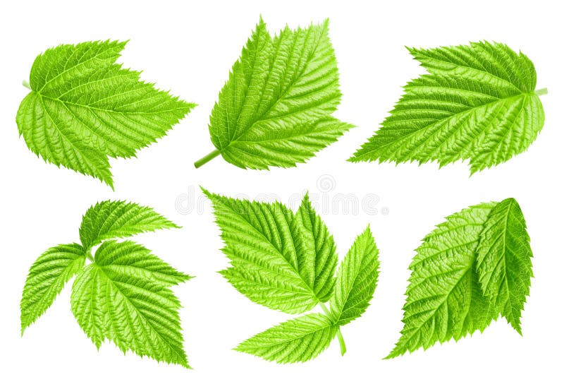 Raspberries Leaves Isolated on a White Background Clipping Path Stock ...