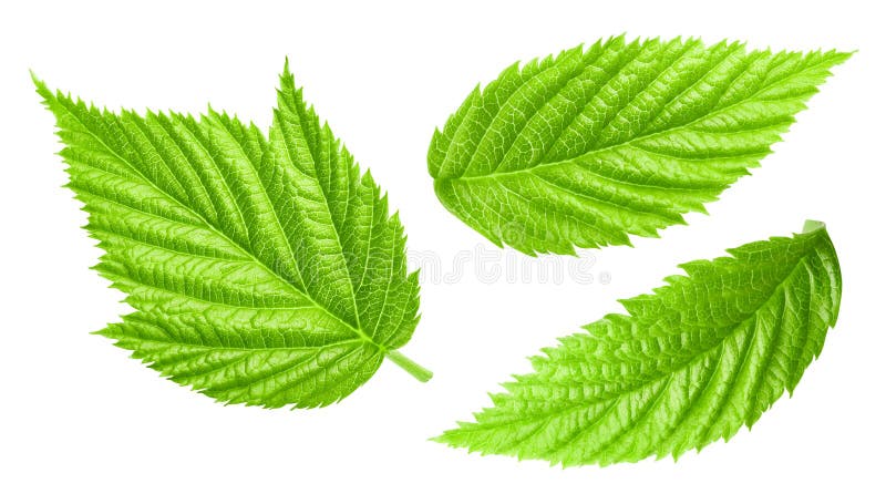 Raspberries Leaves Isolated on a White Background Clipping Path Stock ...
