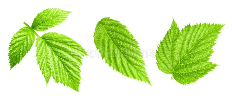 Raspberries Leaves Isolated on a White Background Clipping Path Stock ...
