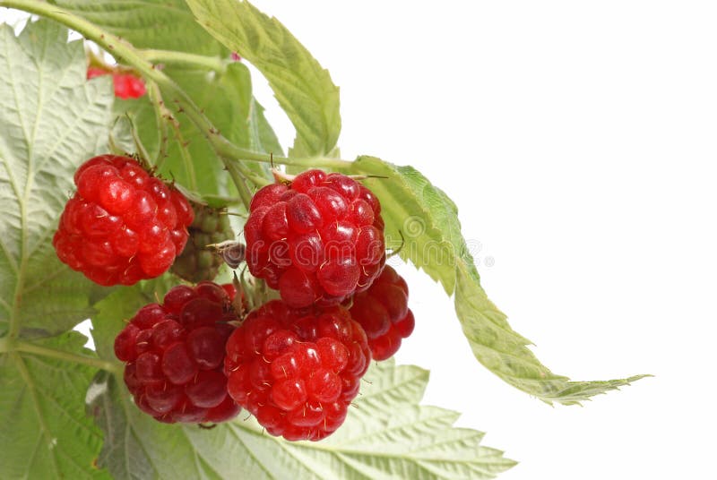 Raspberries with leaves stock image. Image of isolated - 255933435