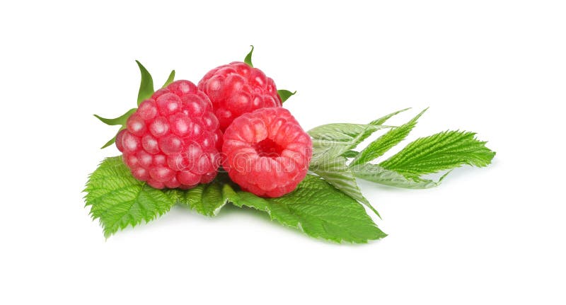 Raspberries on the Leaves, Three Pieces, Isolated on a White Background ...