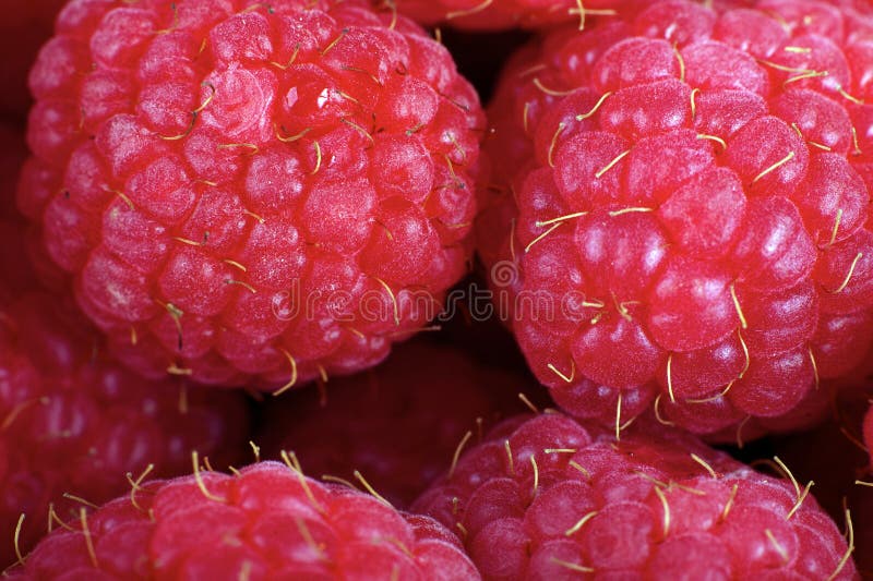 Raspberries Macro stock image. Image of genus, horizontal - 25960015