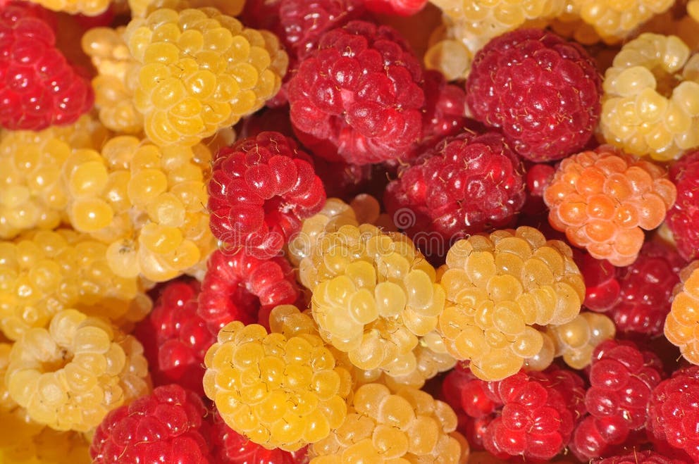 Raspberries stock photo. Image of vitamins, food, berry - 58643356