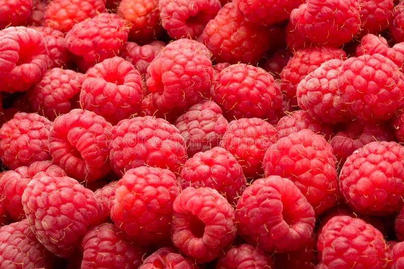 Raspberries stock image. Image of vibrant, dessert, vegetarian - 36192827