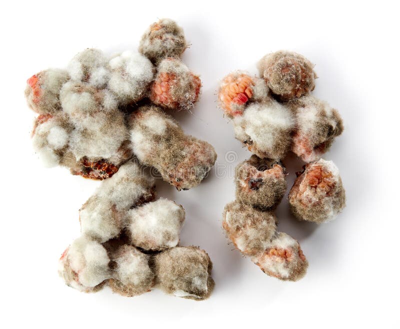 Moldy Raspberries on a White Isolated Background Stock Photo - Image of ...