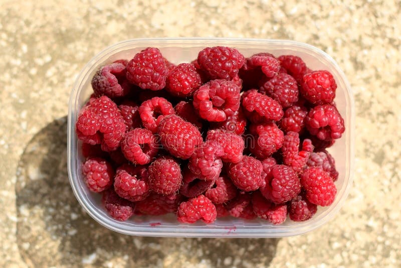 Raspberries stock photo. Image of eating, diet, fresh - 149114584