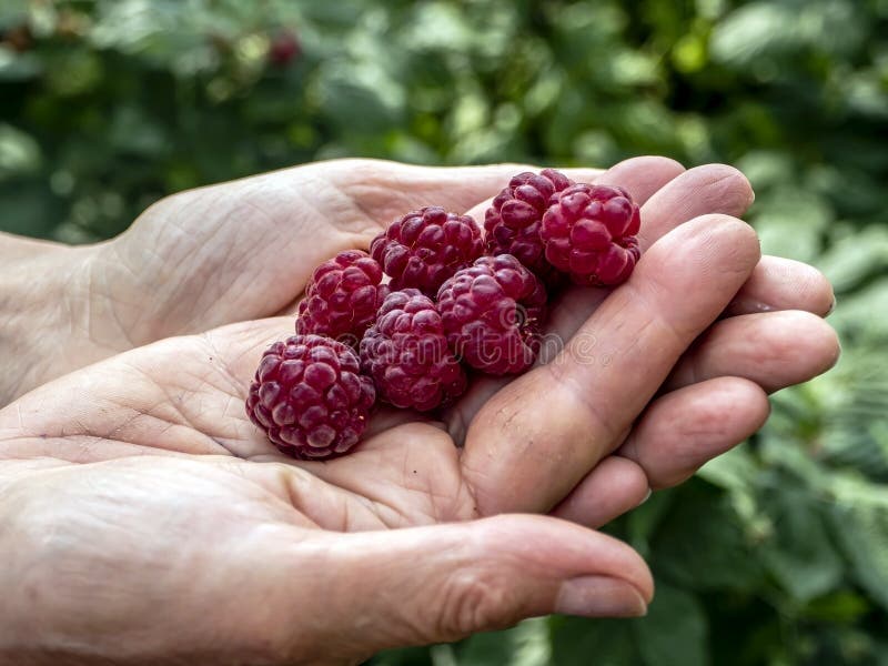Raspberries in the Palm of Your Hand Stock Photo - Image of group ...