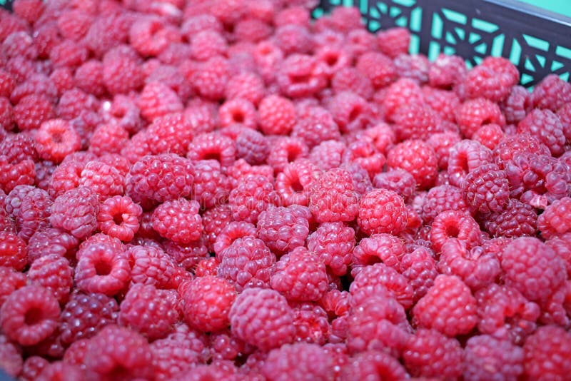 Raspberries Pattern. Fresh Organic Raspberry Background. Healthy Eating ...