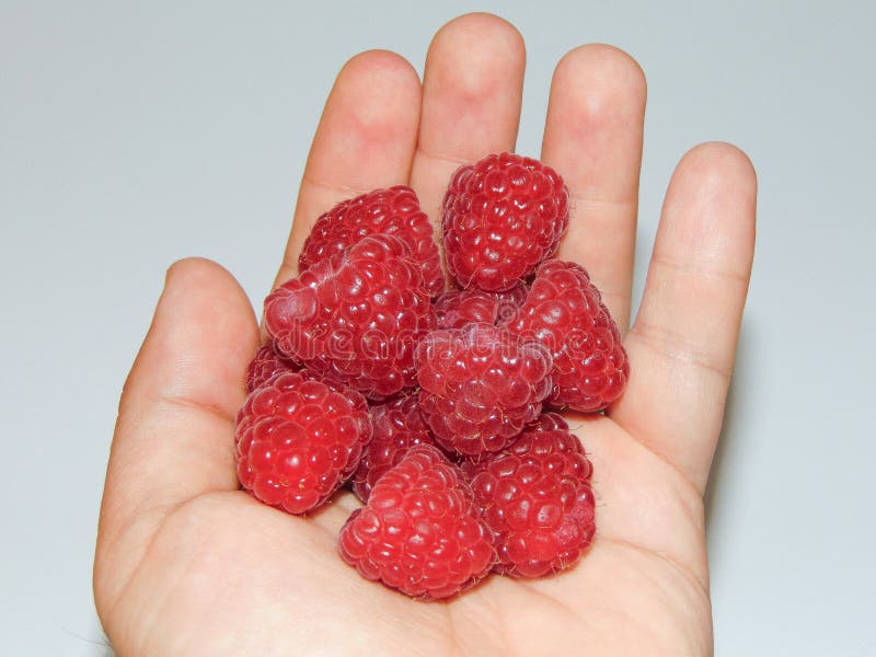 Raspberries in a Person S Hand. Fresh Raspberry Stock Photo - Image of ...
