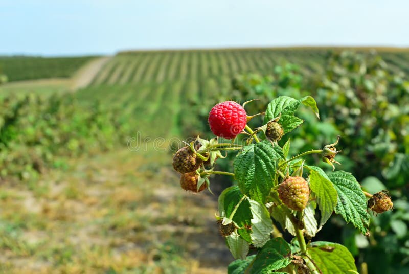 Raspberries on the Plantation during the Harvest Period Stock Image ...