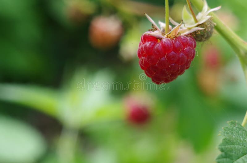 Raspberries, razz close up stock photo. Image of razz - 56805578