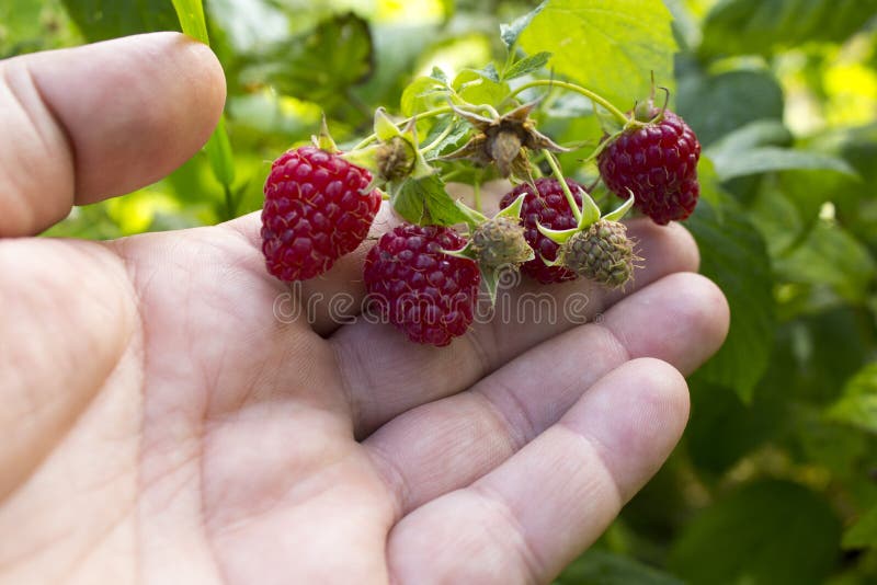 Raspberries. Ripe Raspberry in the Fruit Garden Stock Photo - Image of ...