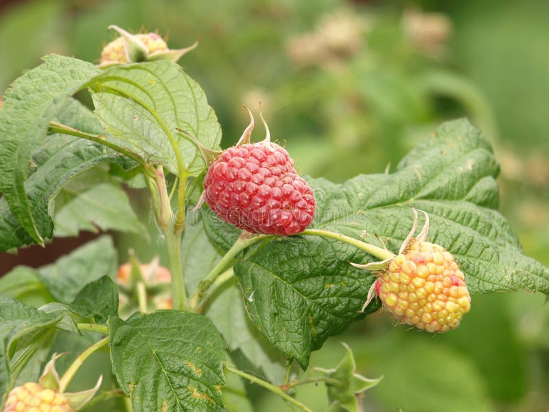 Raspberries ripe stock photo. Image of forest, sweet - 74450246