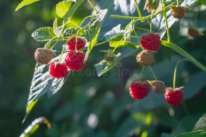 Raspberries Ripened on a Branch of a Raspberry Bush in the Forest Stock ...