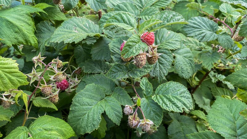 Raspberries Ripening on a Bush in Dense Thickets Stock Photo - Image of ...