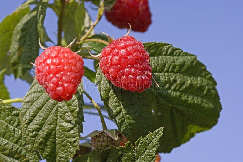 Raspberries, Rubus Idaeus, Normandy Stock Image - Image of raspberry ...