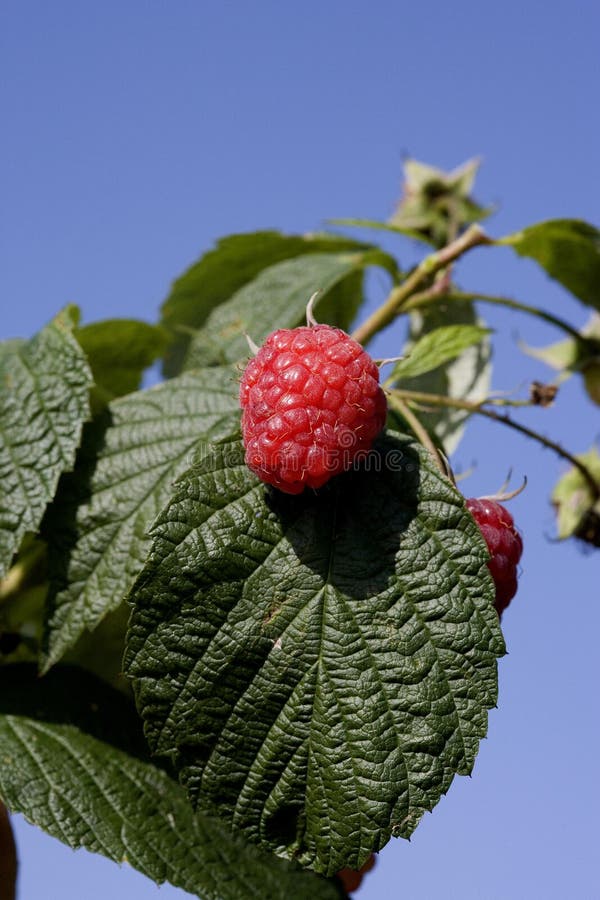 Raspberries, Rubus Idaeus, Normandy Stock Image - Image of berry ...