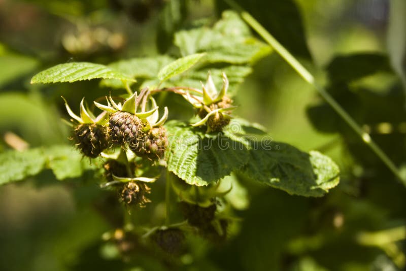 Raspberries(Rubus idaeus) stock image. Image of idaeus - 41907907